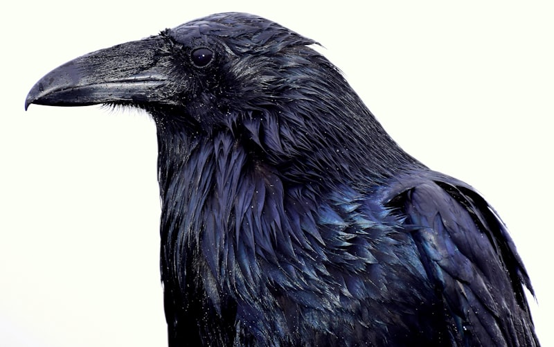 Raven's Progressive Matrices