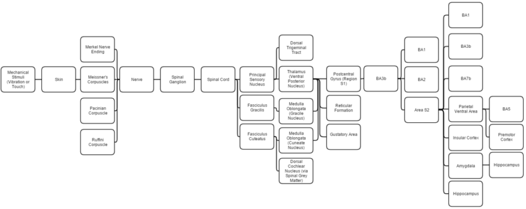 Somatosensory System