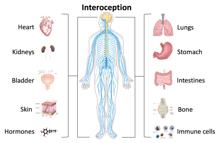 Chemoreceptor Trigger Zone