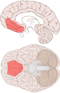 Somatic Markers: How Your Emotions Drive Every Decision