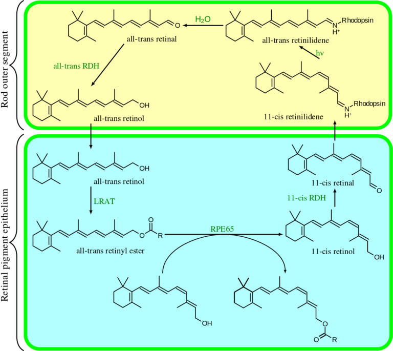 Visual Phototransduction: How Light Becomes Human Sight