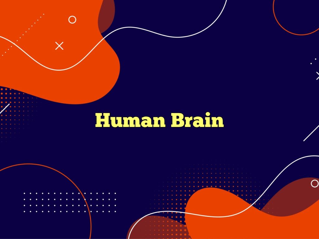 Human Brain Definition & Meaning