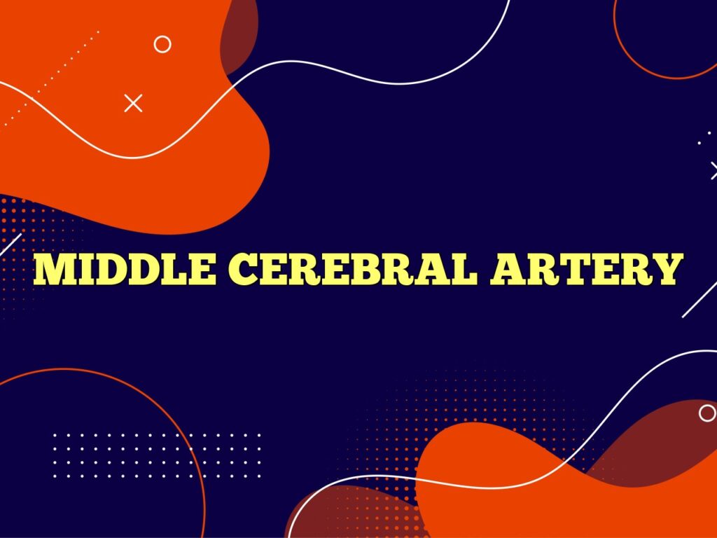 MIDDLE CEREBRAL ARTERY Definition & Meaning