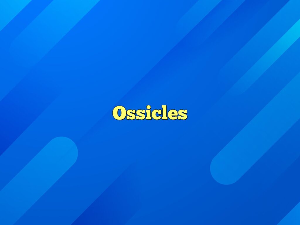 Ossicles Definition & Meaning