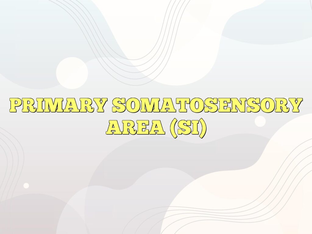 PRIMARY SOMATOSENSORY AREA (SI) Definition & Meaning